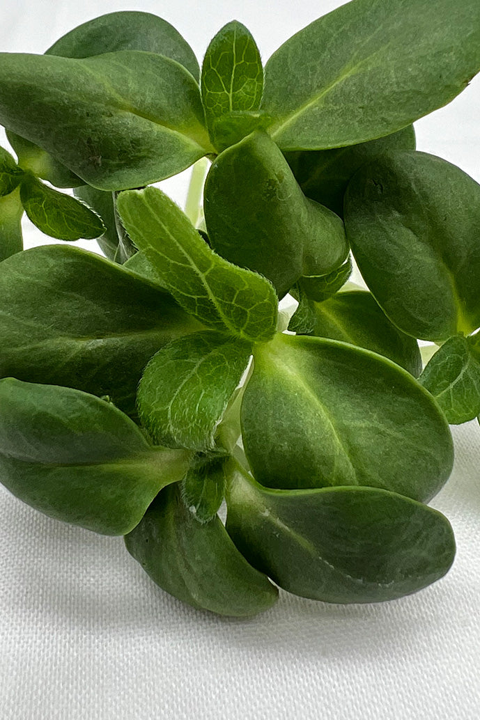 Cantaloupe Microgreens - Arizona Artisan Microgreens