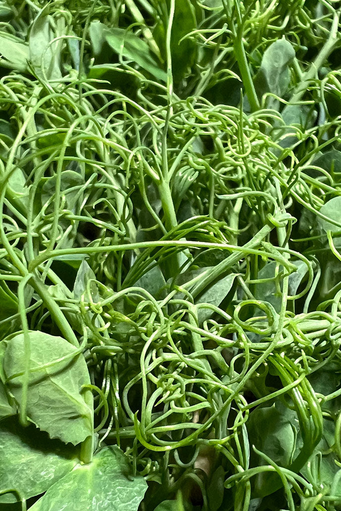Pea Microgreens - Arizona Artisan Microgreens