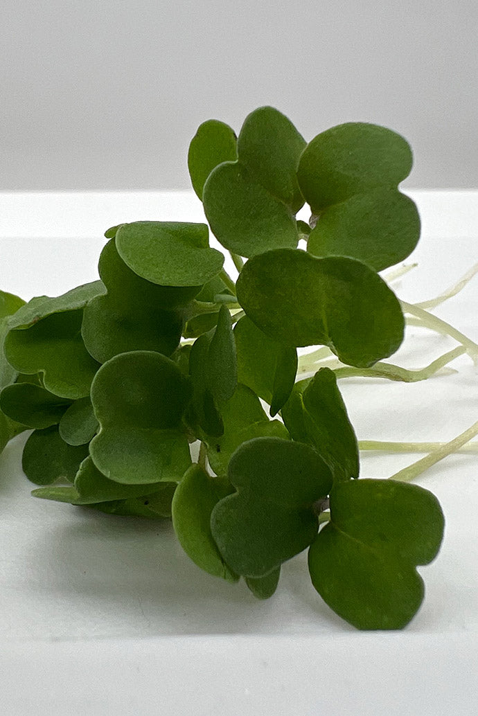 Micro Broccoli - Arizona Artisan Microgreens