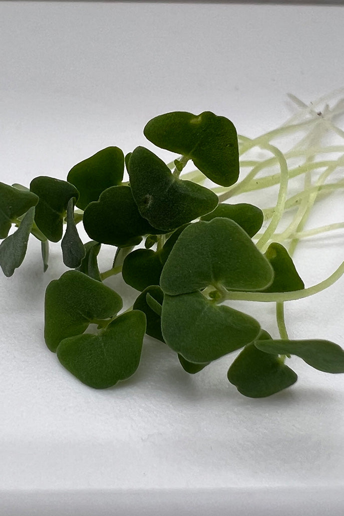 Arizona Artisan Microgreens | Year Round Microgreen Grower