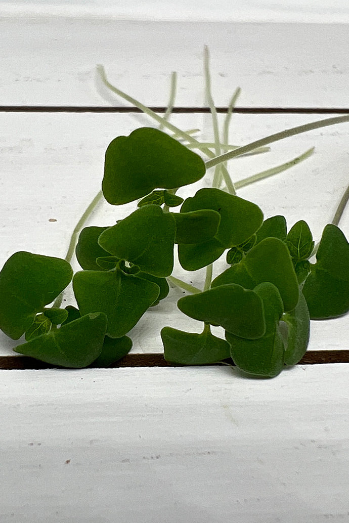 Kale Microgreens - Arizona Artisan Microgreens