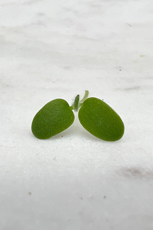 Micro Red Clover Microgreens - Arizona Artisan Microgreens