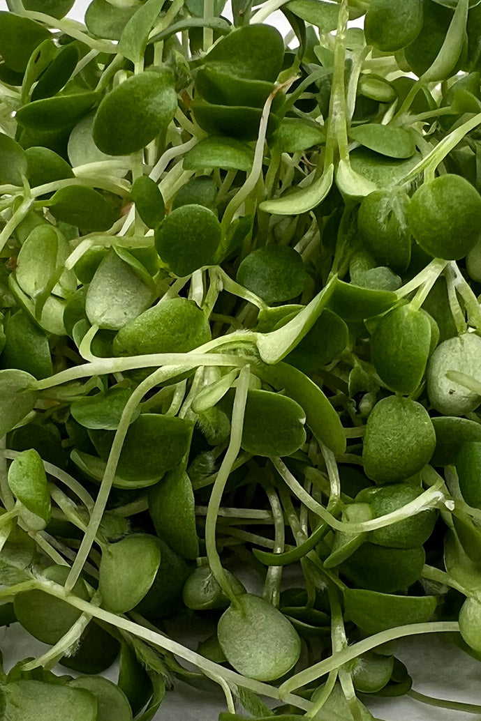 Micro Red Clover Microgreens - Arizona Artisan Microgreens