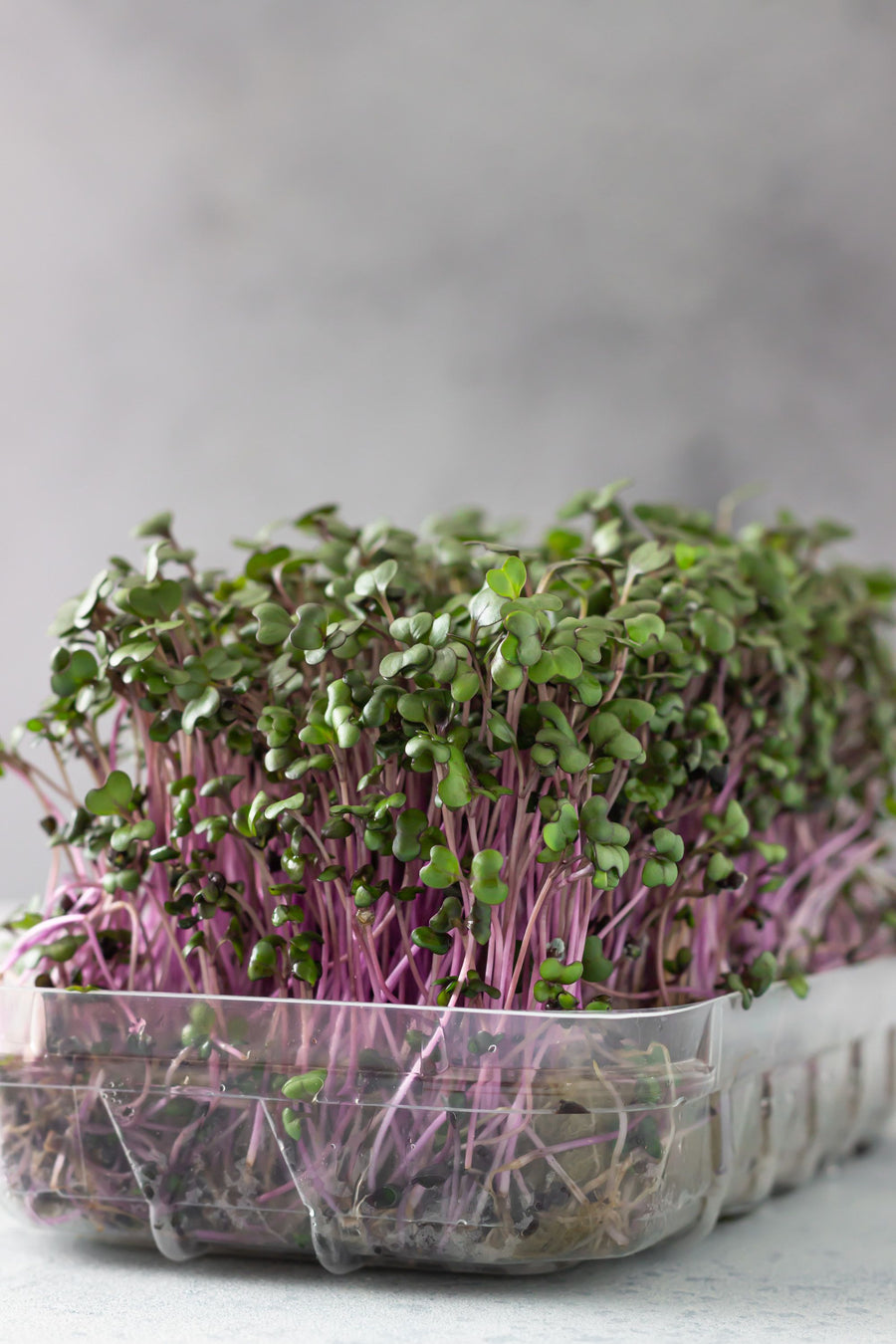 Arizona Artisan Microgreens | Microgreen Powders - Seasonings